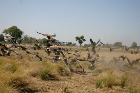 Photo Gallery: Botswana Wildlife | Embassy of the Republic of Botswana ...