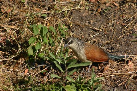 Photo gallery | Embassy of the Republic of Botswana in Washington, D.C.