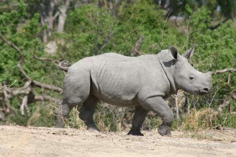 Photo Gallery: Botswana Wildlife | Embassy of the Republic of Botswana ...
